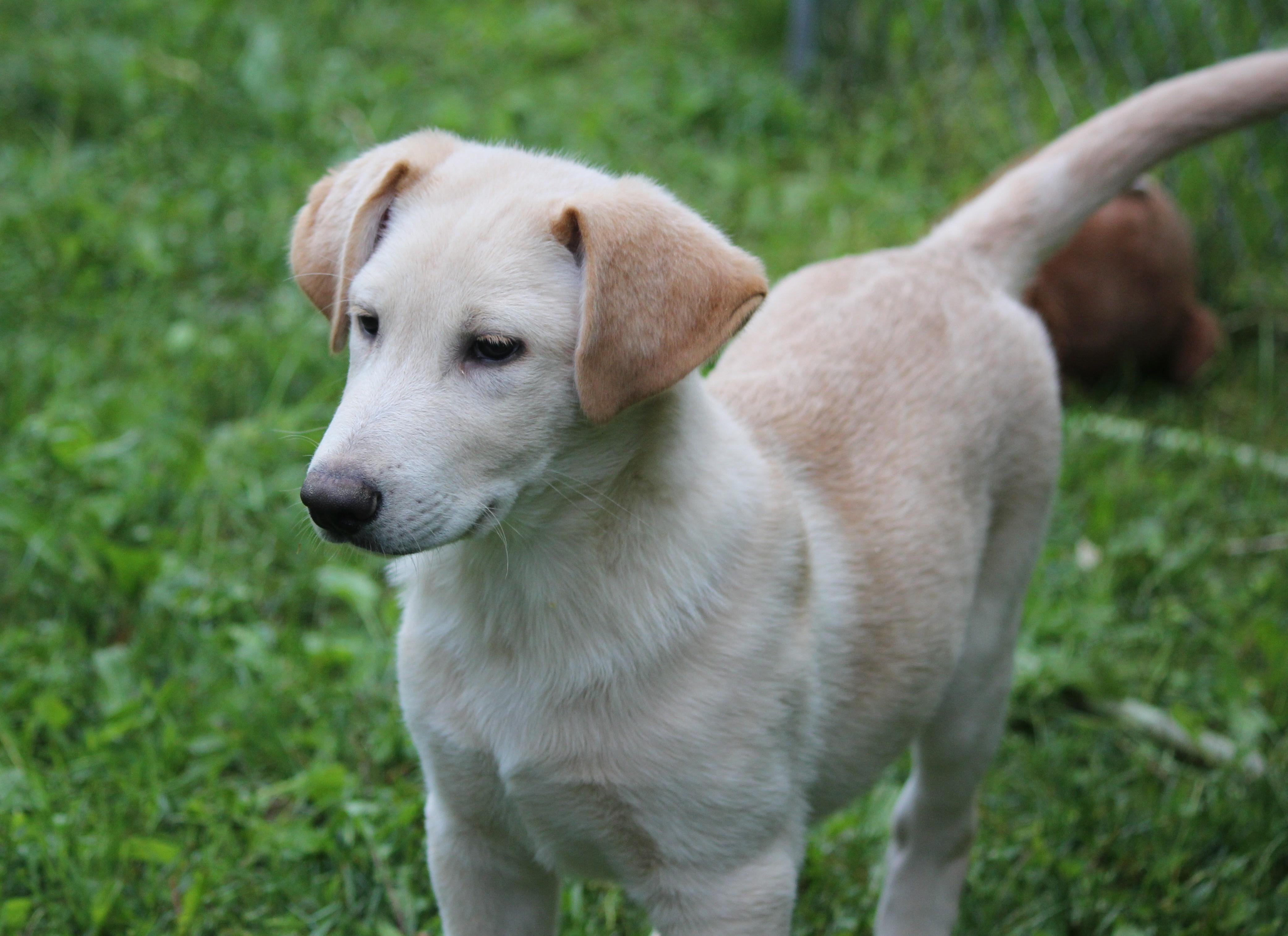 Adopt Frost Cole George and Ghost Today - Pets TheCountyOffice