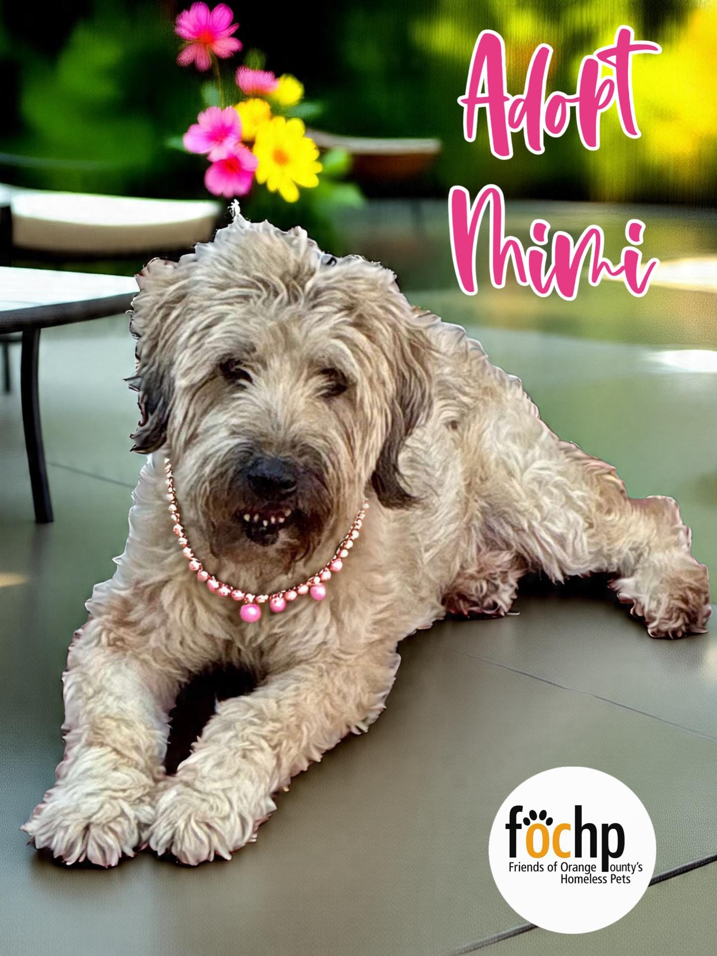 Adopt Mimi Today - Pets TheCountyOffice