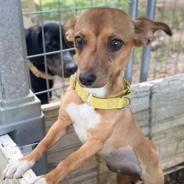 Adopt Suki Today - Pets TheCountyOffice