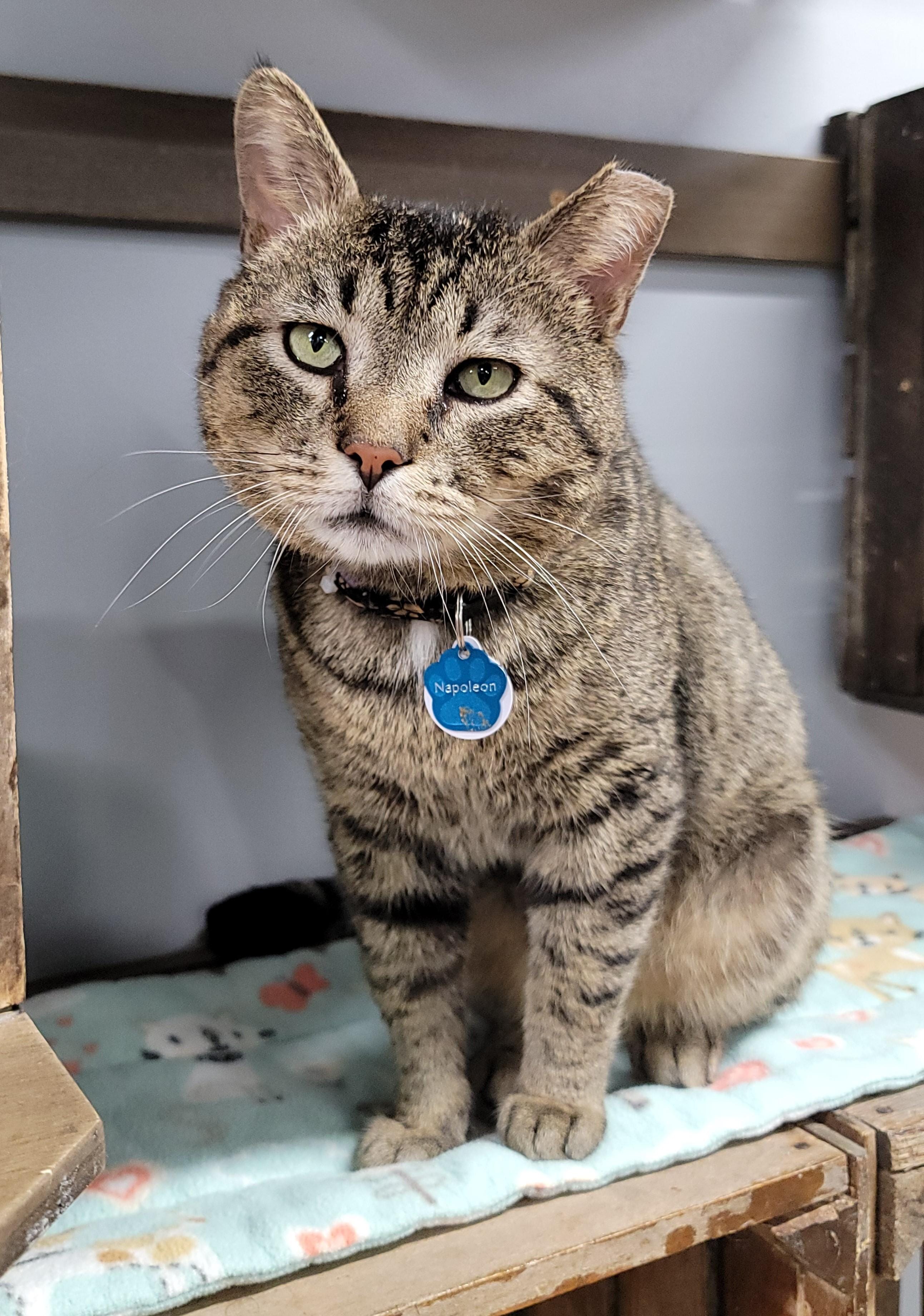 Adopt NAPOLEON Today - Pets TheCountyOffice