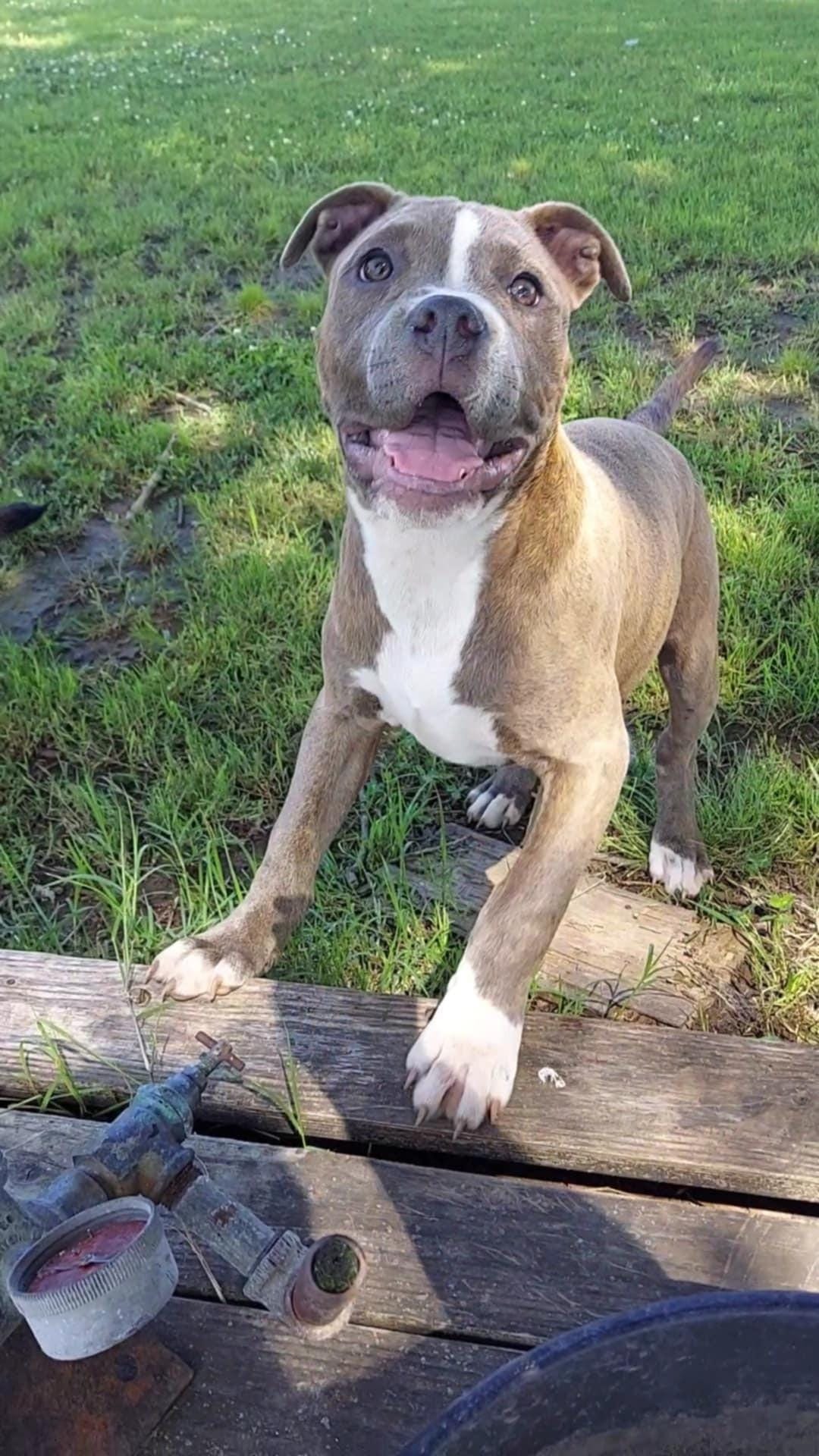 Adopt Little Grey Today - Pets TheCountyOffice