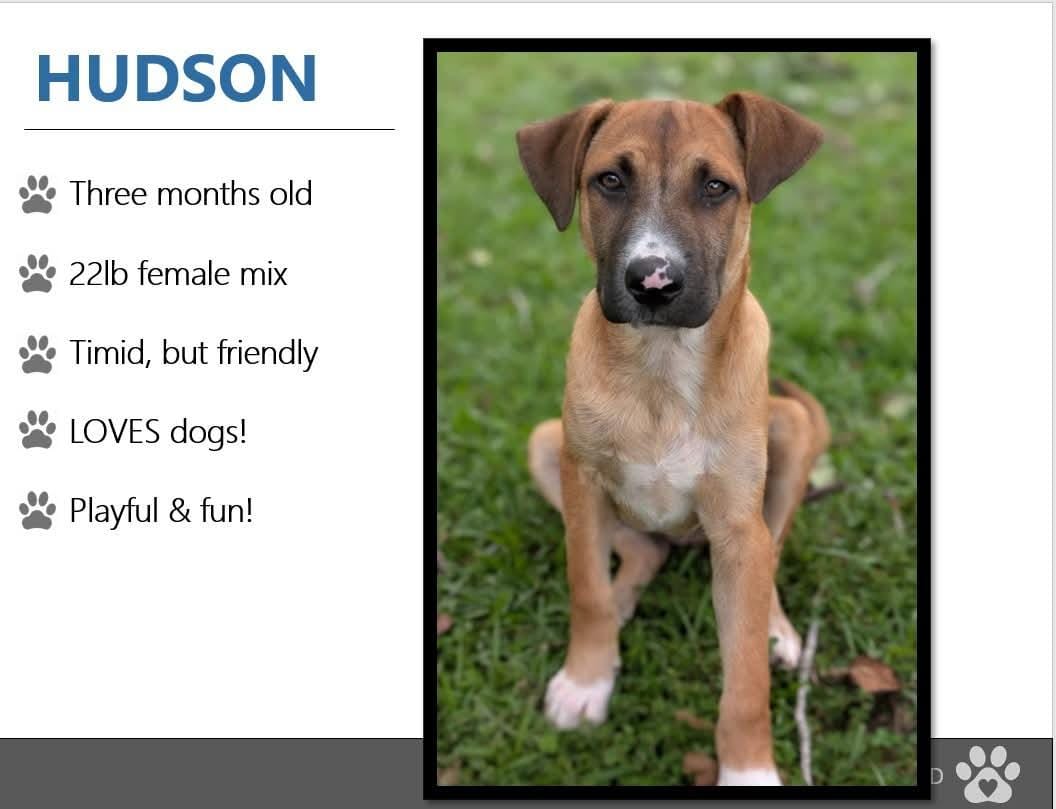 Adopt Foster Hudson! Today - Pets TheCountyOffice