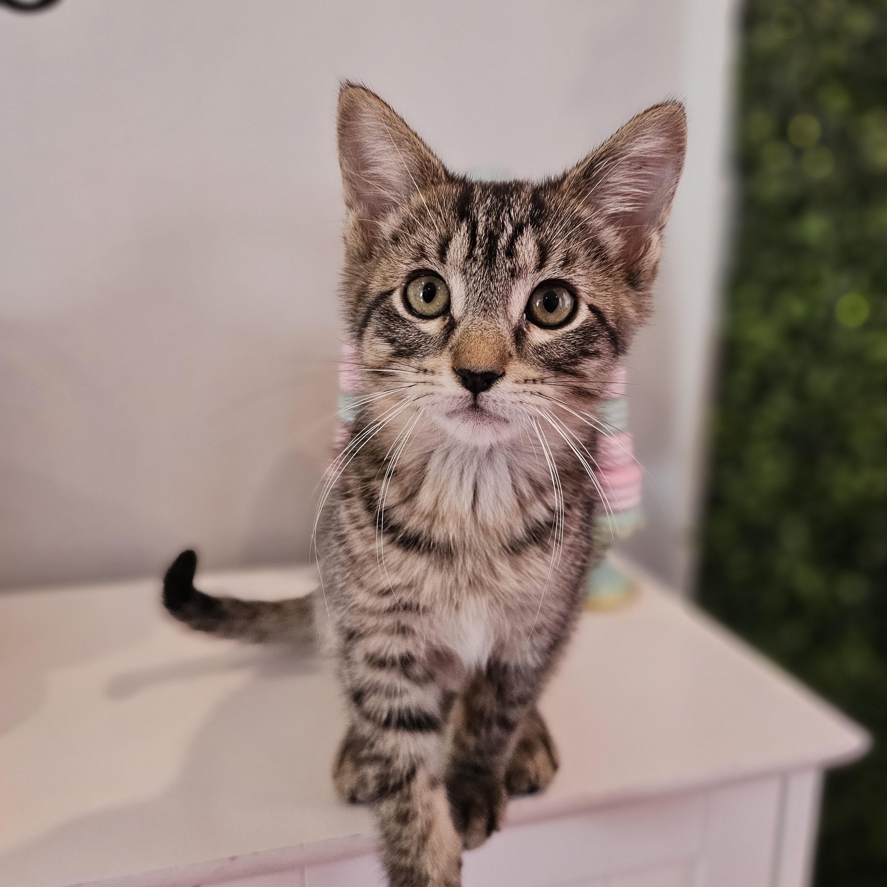 Adopt Clara Today - Find Paw Pal