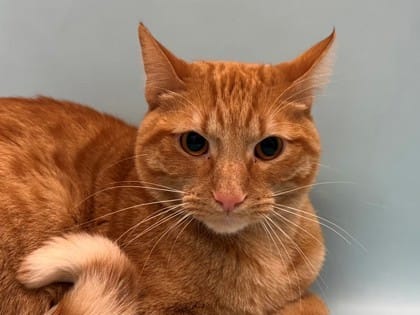 Adopt Jonathan Prince Jr Today - Pets TheCountyOffice