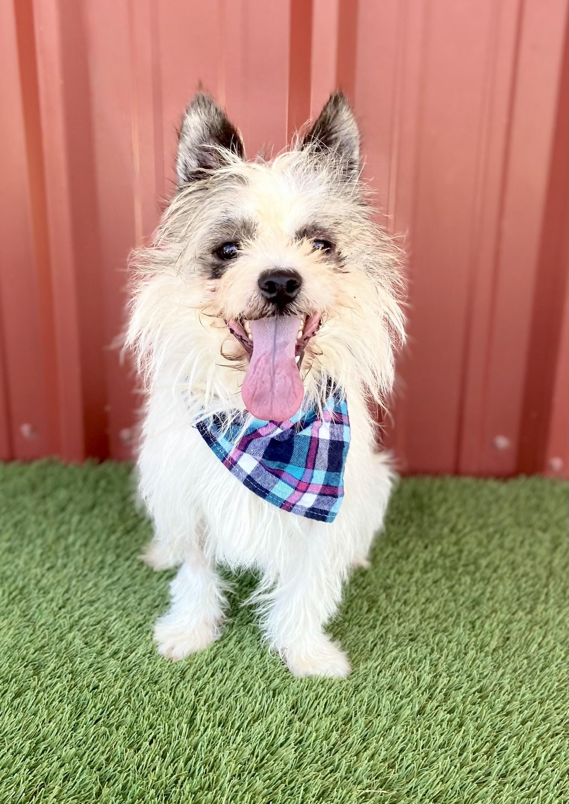 Adopt Barry Today - Find Paw Pal