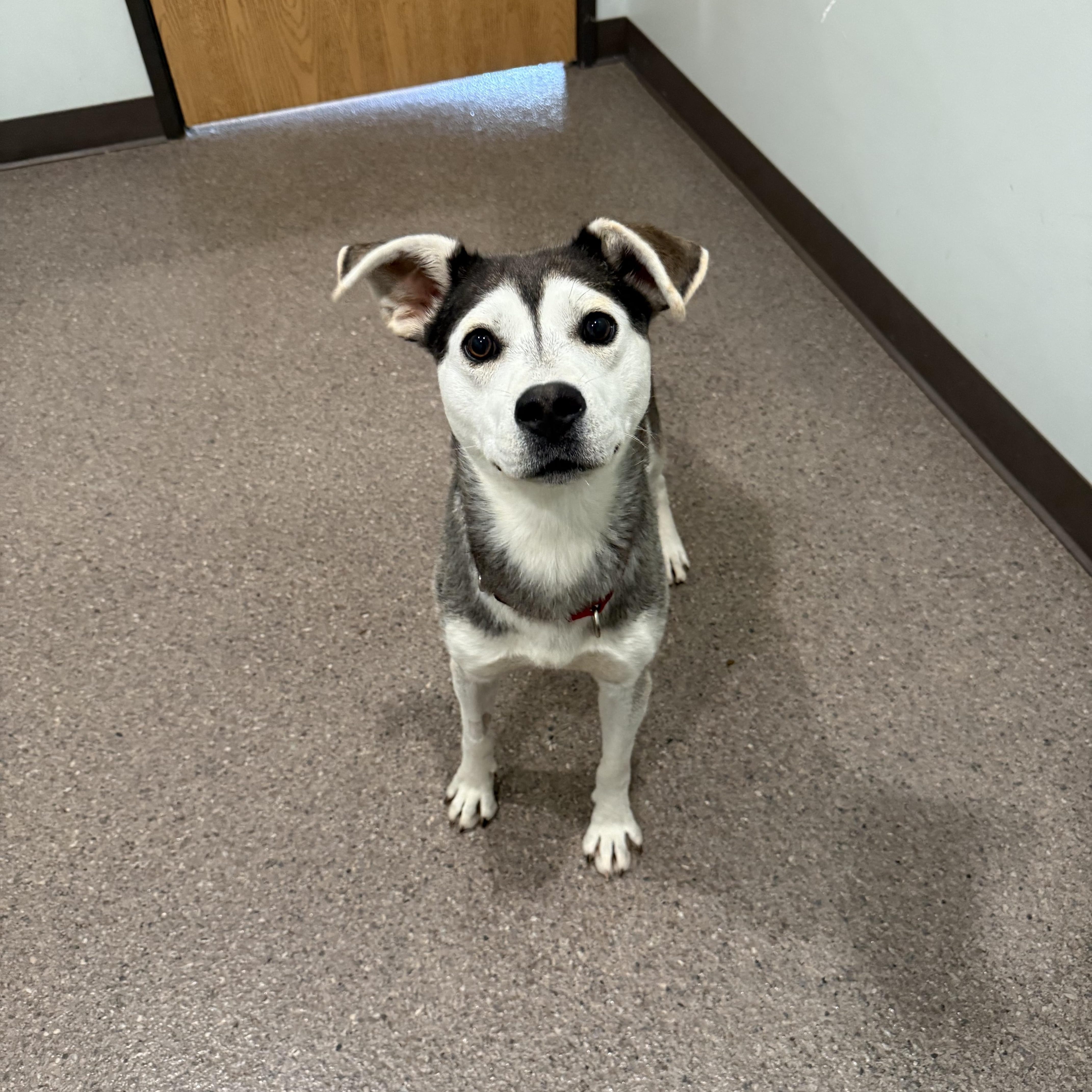 Adopt Pixie Today - Pets TheCountyOffice
