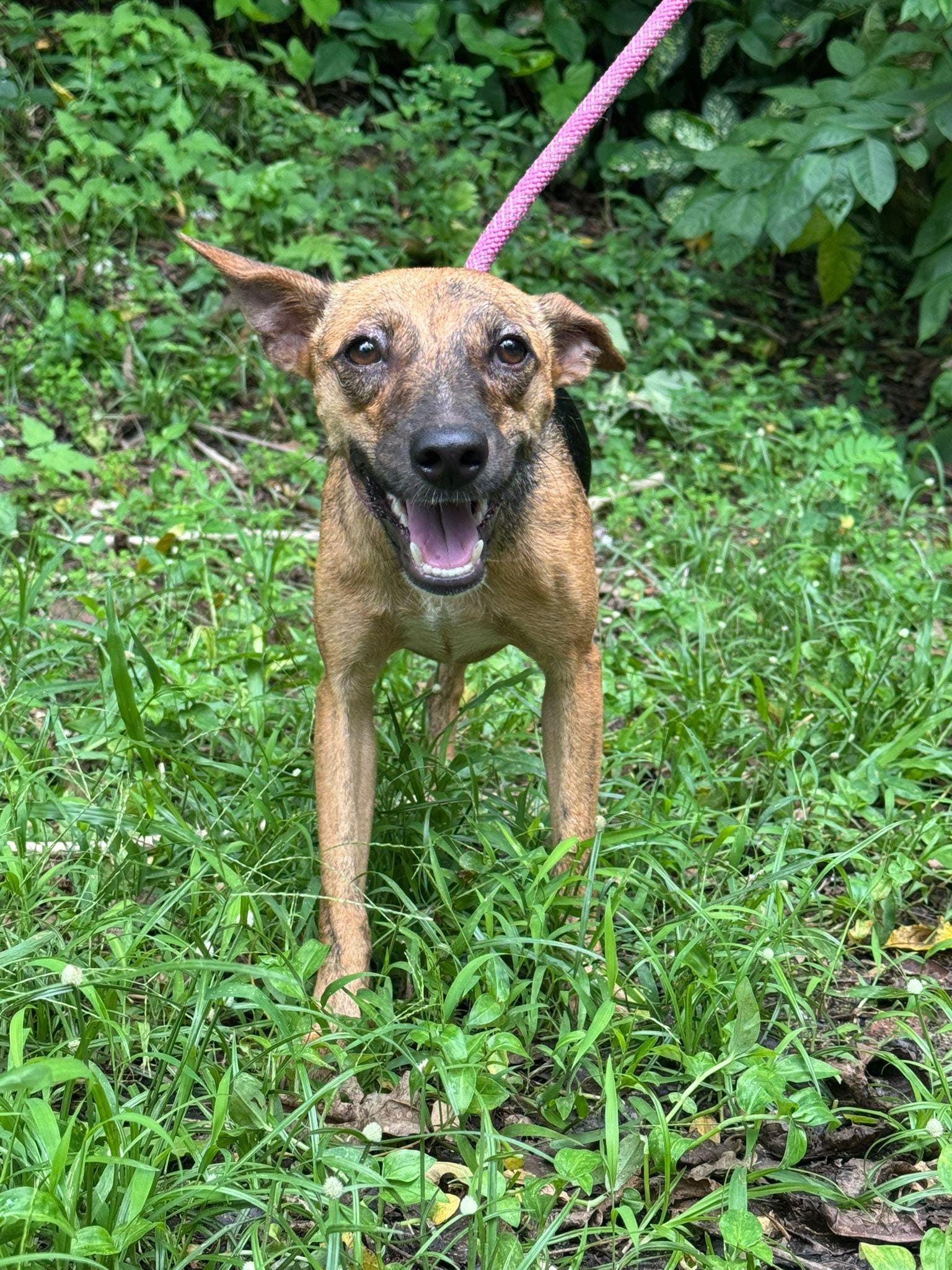 Adopt Endearing Elphaba Today - Find Paw Pal