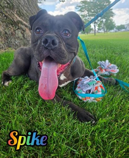 Adopt Spike Today - Find Paw Pal