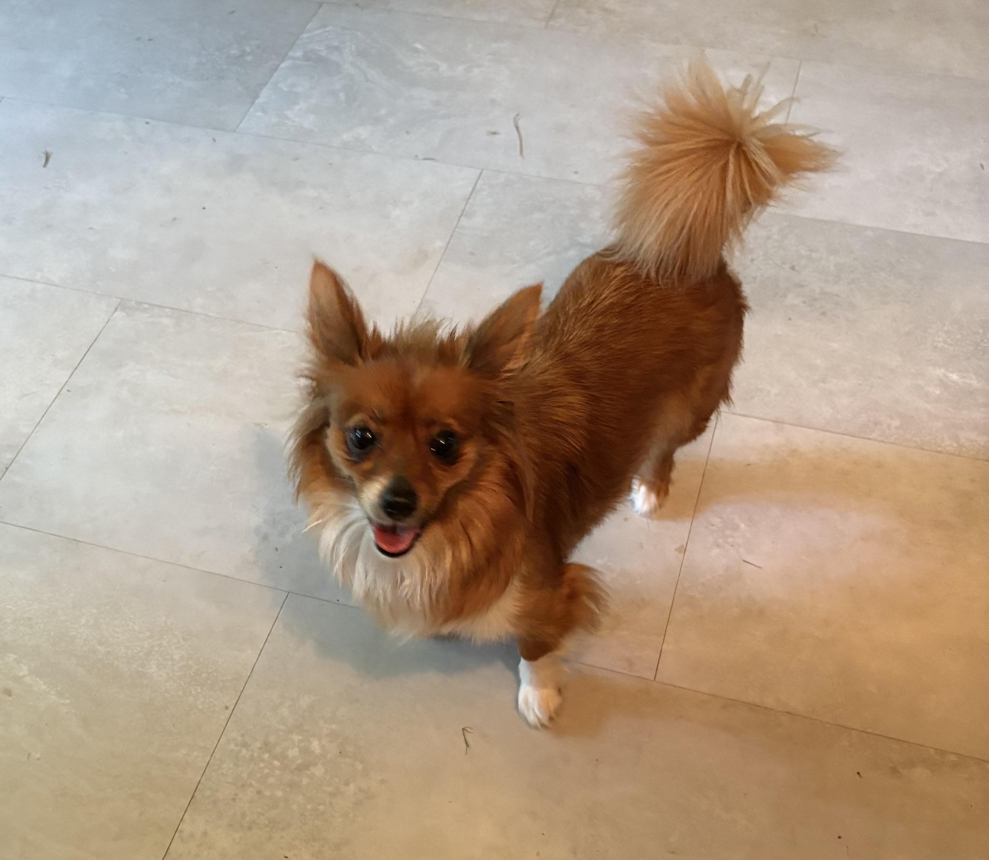 Adopt Fluffy Penny Today - Find Paw Pal