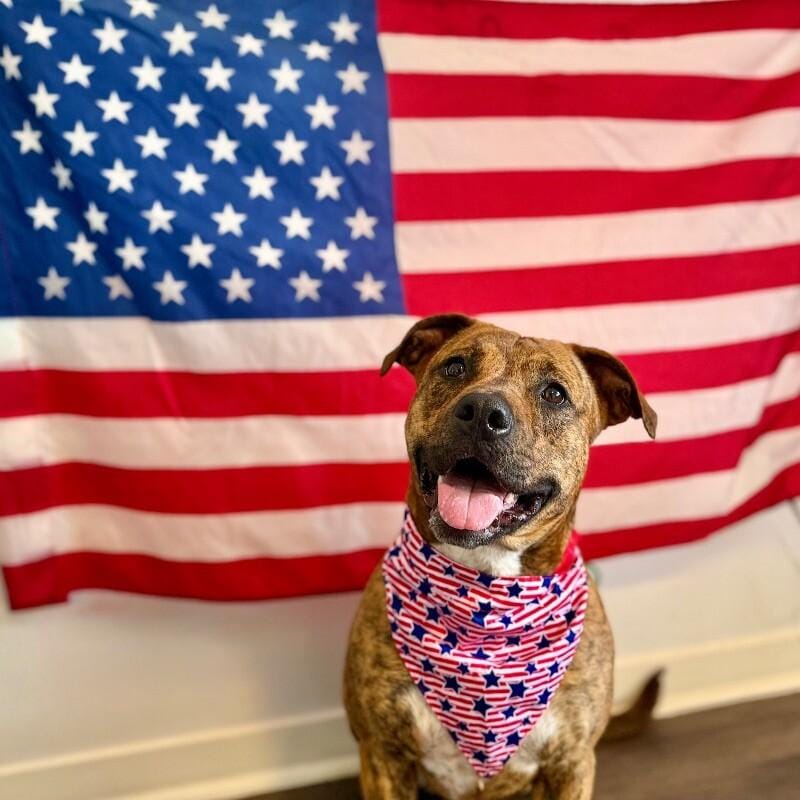 Adopt Athena the passenger princess heart stealing sweetheart Today ...