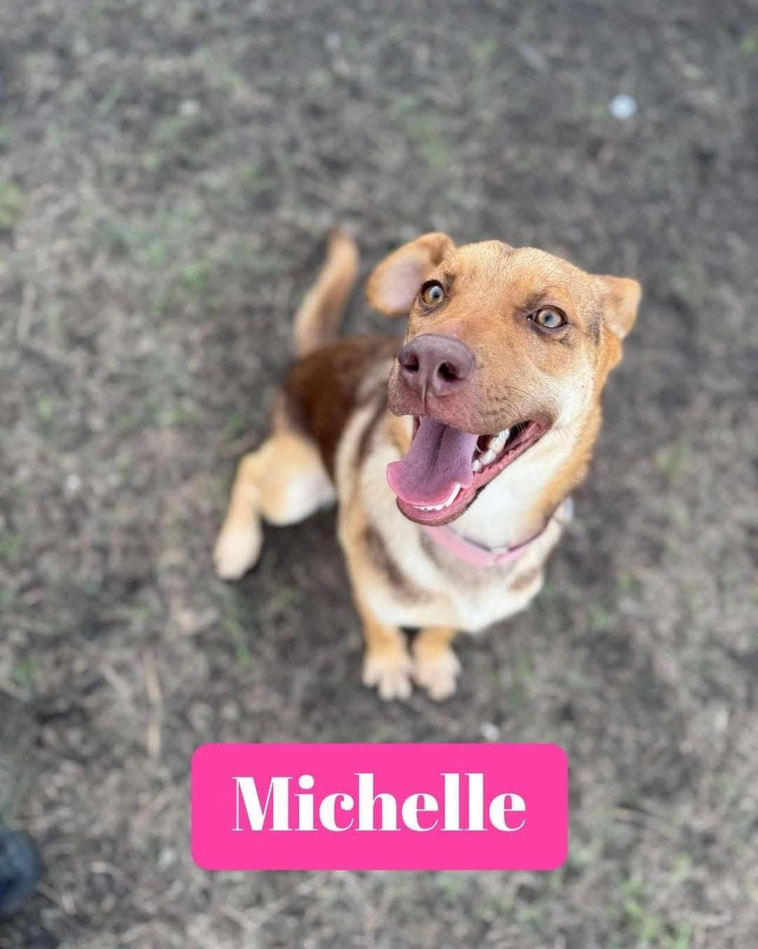 Adopt Michelle Today - Find Paw Pal
