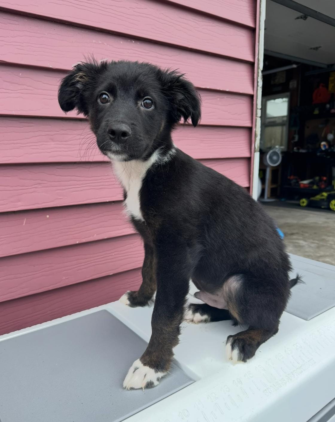Adopt Cubby Bear Today - Find Paw Pal