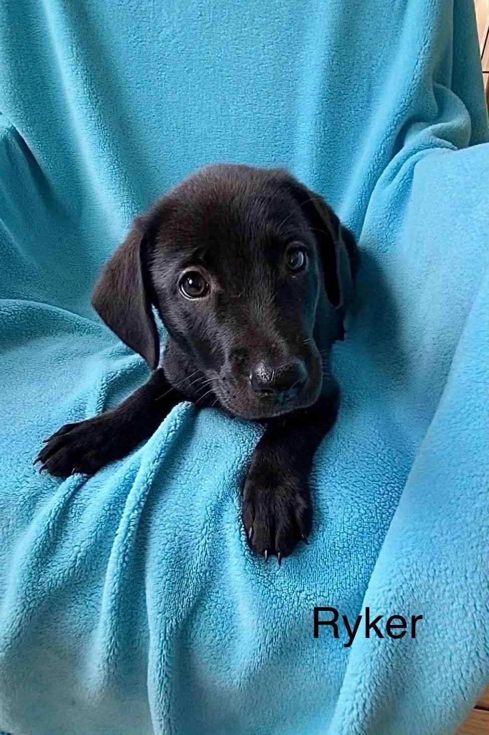 Adopt Ryker Today - Find Paw Pal