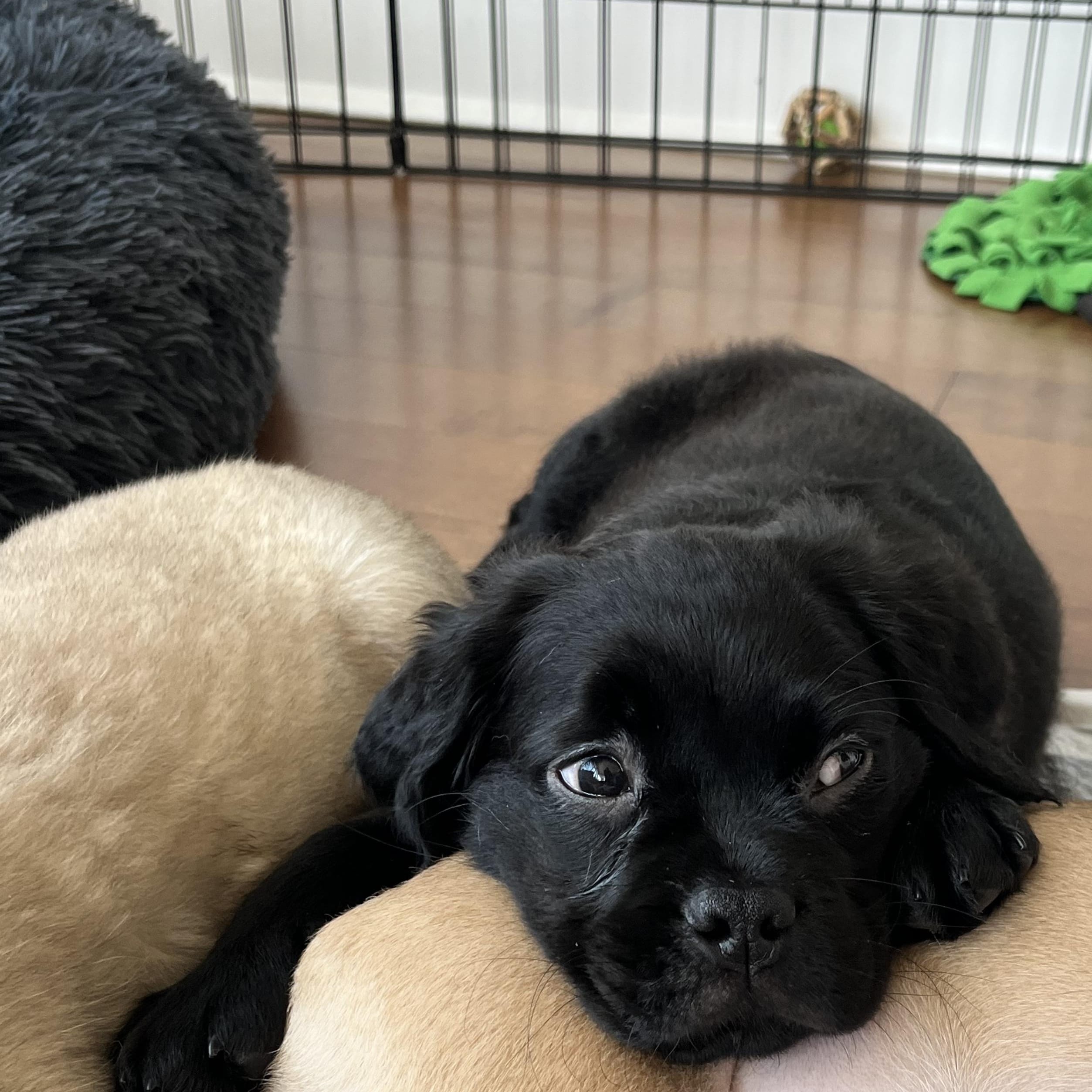 Adopt Paris Today - Find Paw Pal