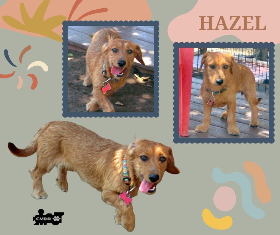 Adopt Hazel Today - Find Paw Pal