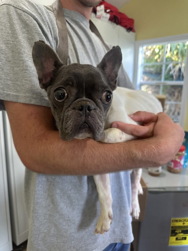 Adopt Sweet Pea Today - Pets TheCountyOffice