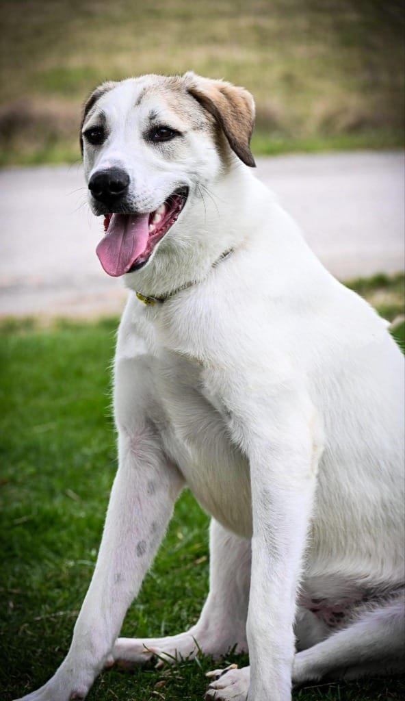 Adopt Piston Today - Find Paw Pal