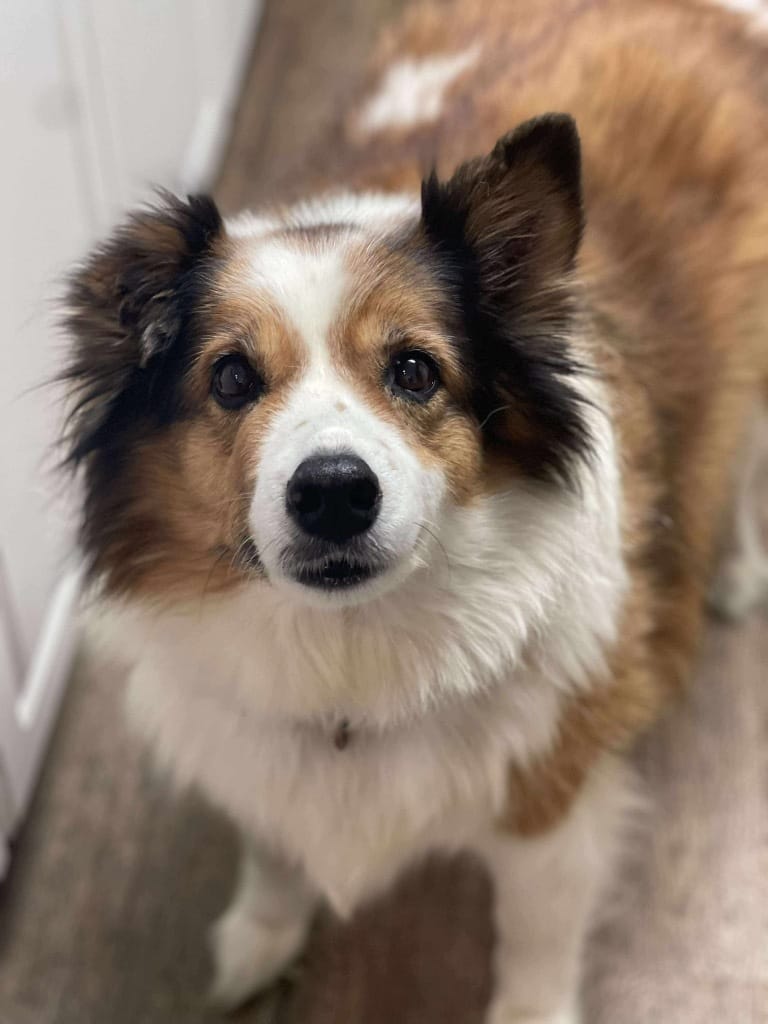 Adopt Miss Cooper Today - Pets TheCountyOffice