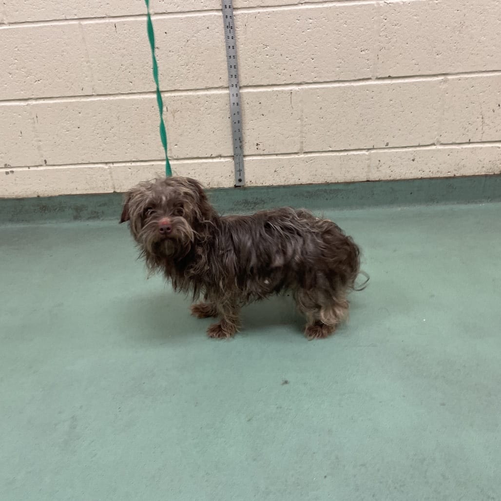 Adopt Coco Today - Find Paw Pal