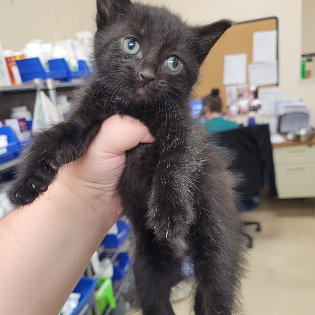 Adopt SCFL-Stray-64304_2_3_4_5 Today - Find Paw Pal