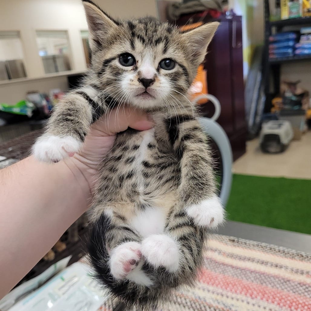 Adopt SCFL-Stray-64304_2 Today - Find Paw Pal