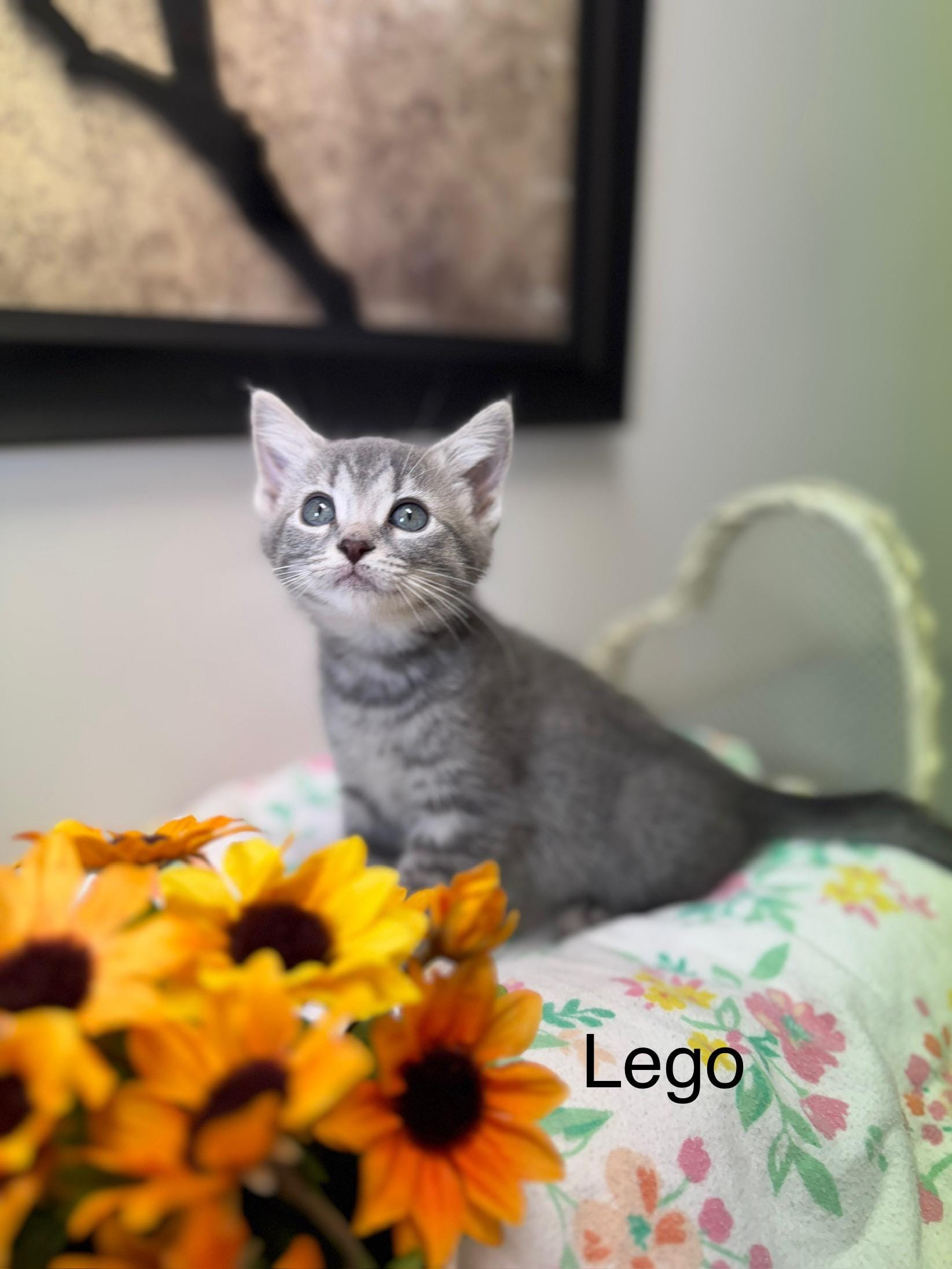 Adopt Lego Today - Find Paw Pal