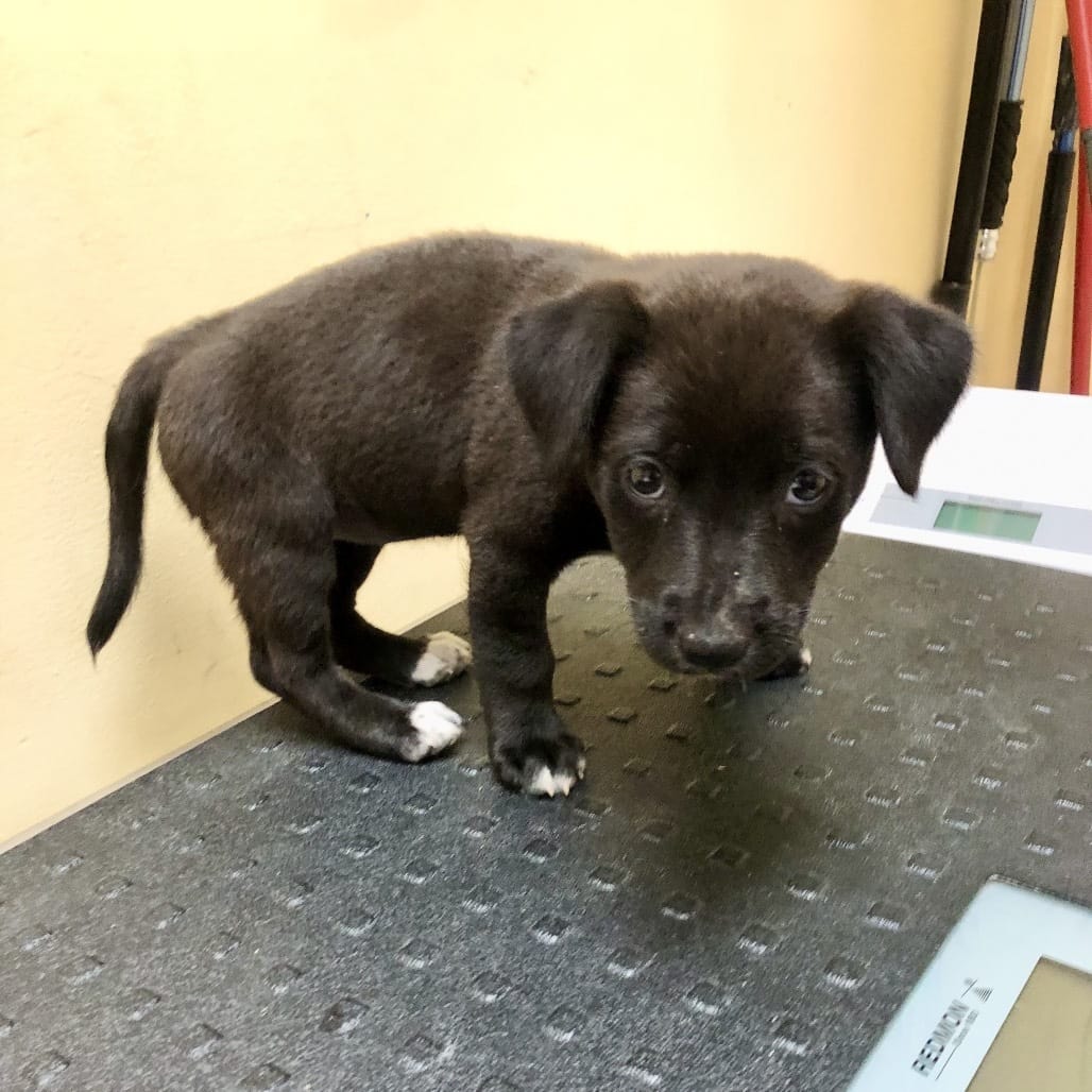 Adopt Tabitha 21442 Today - Find Paw Pal