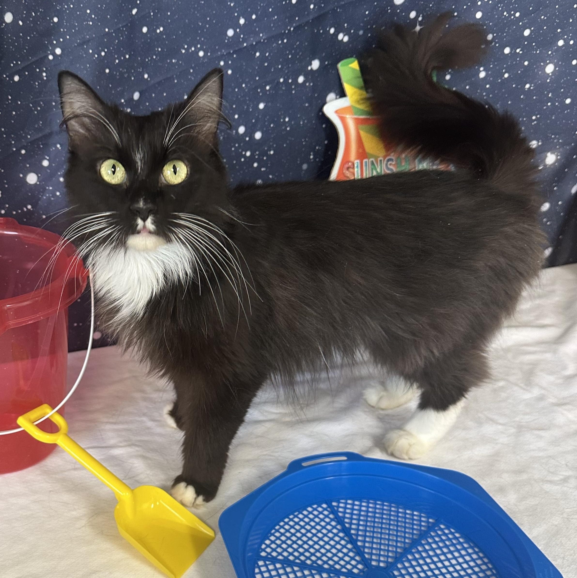 Adopt Kit-Kat Today - Find Paw Pal