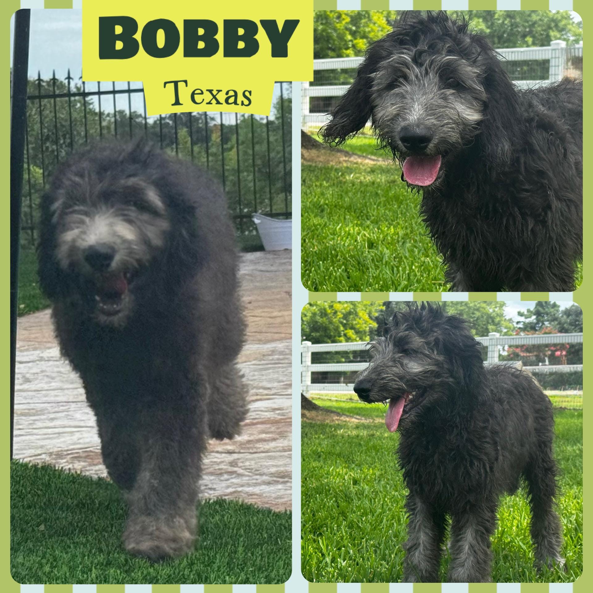 Adopt 6 GOLDENDOODLE PUPPIES-TEXAS Today - Find Paw Pal