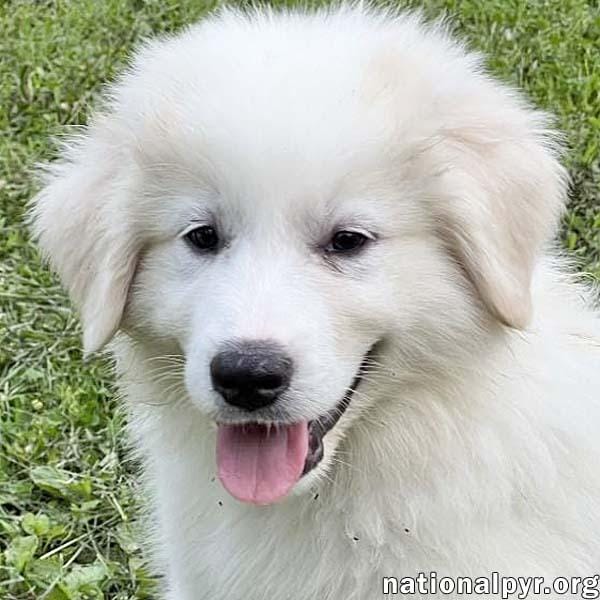 Adopt Spike in OH - Confident & Laid-back! Today - Find Paw Pal