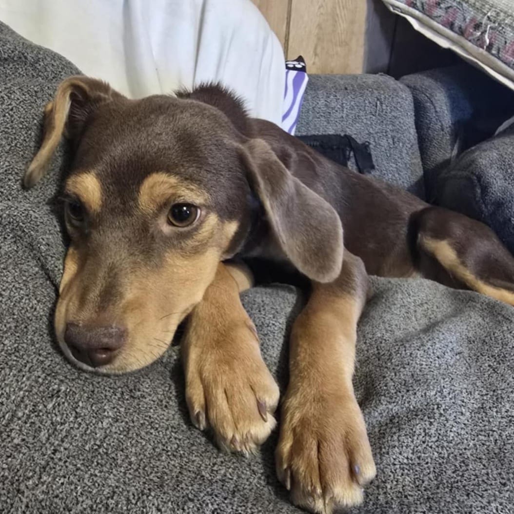 Adopt Pixie Today - Find Paw Pal