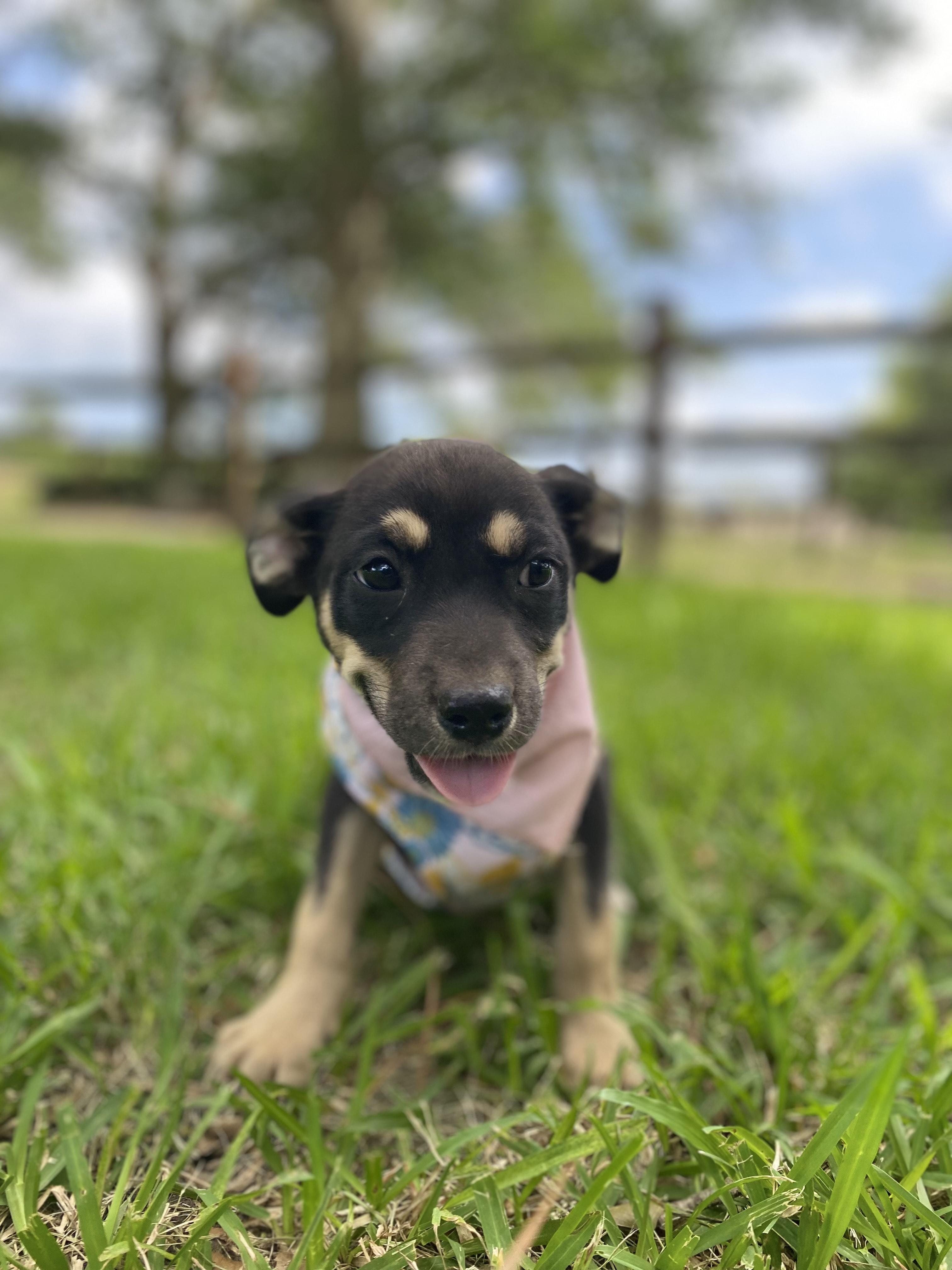 Adopt Buttercup Today - Find Paw Pal