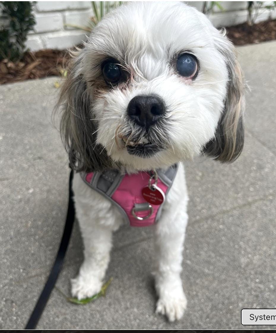 Adopt Connie Today - Find Paw Pal