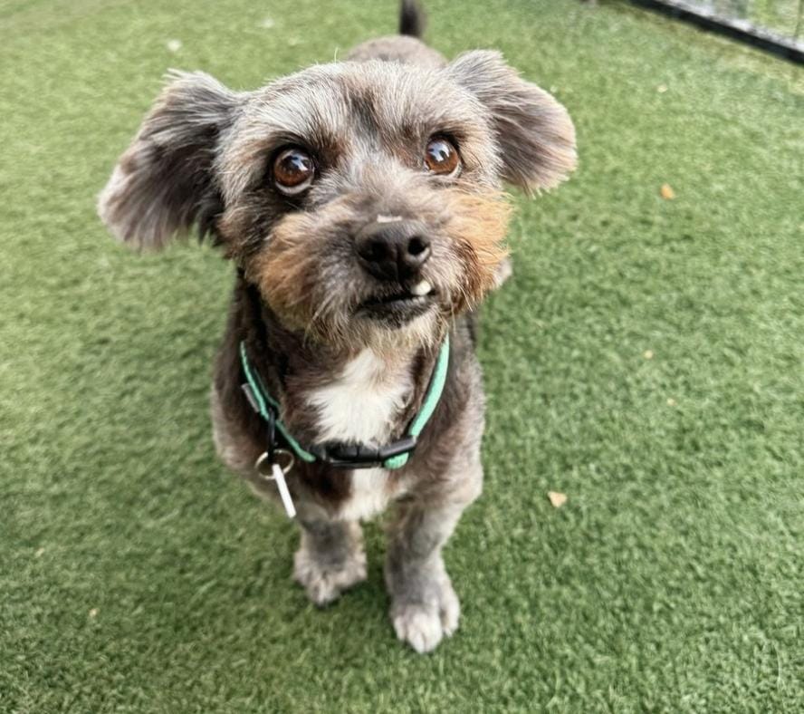 Adopt Gabi Today - Find Paw Pal