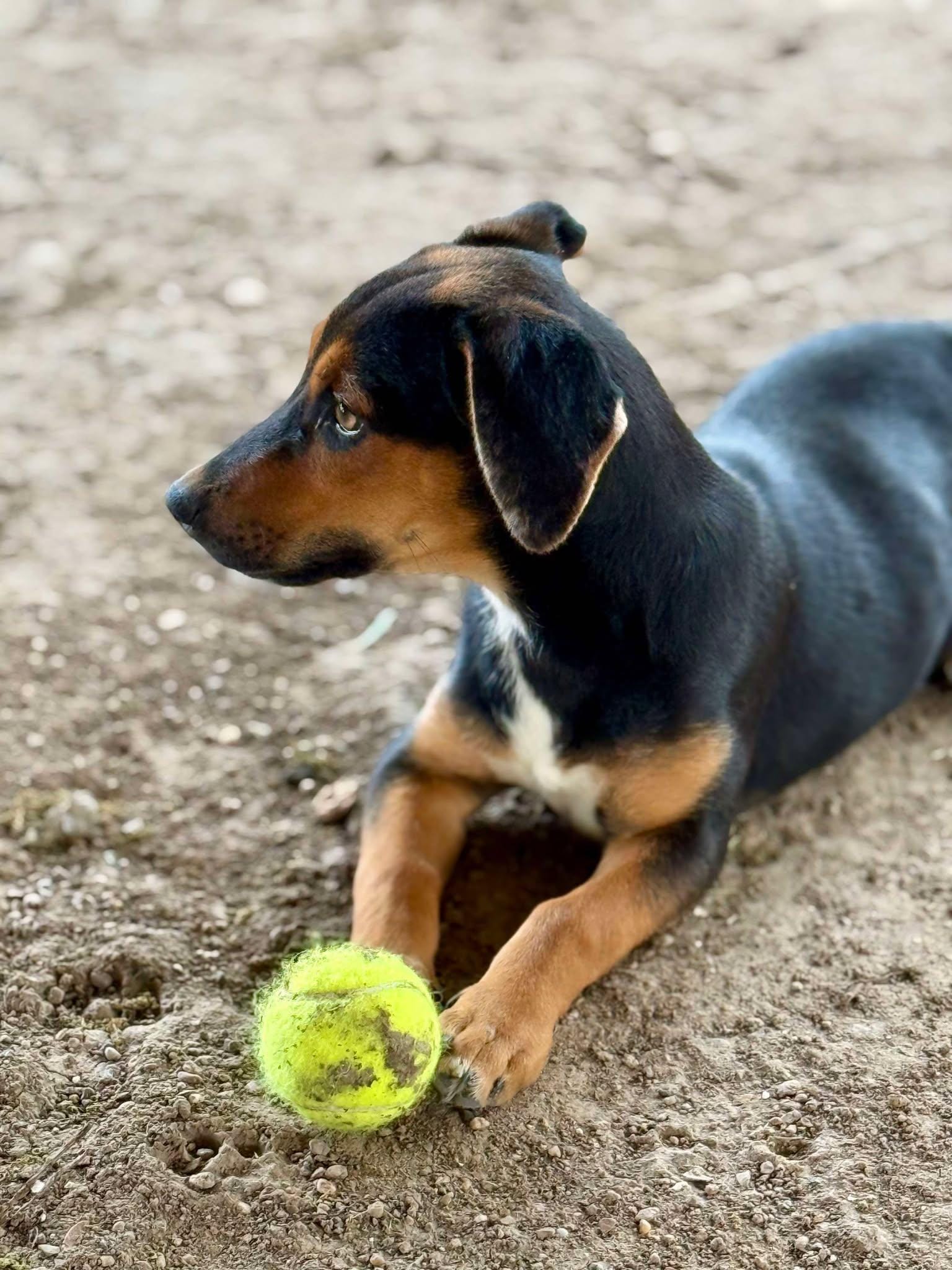 Adopt Milly Today - Find Paw Pal