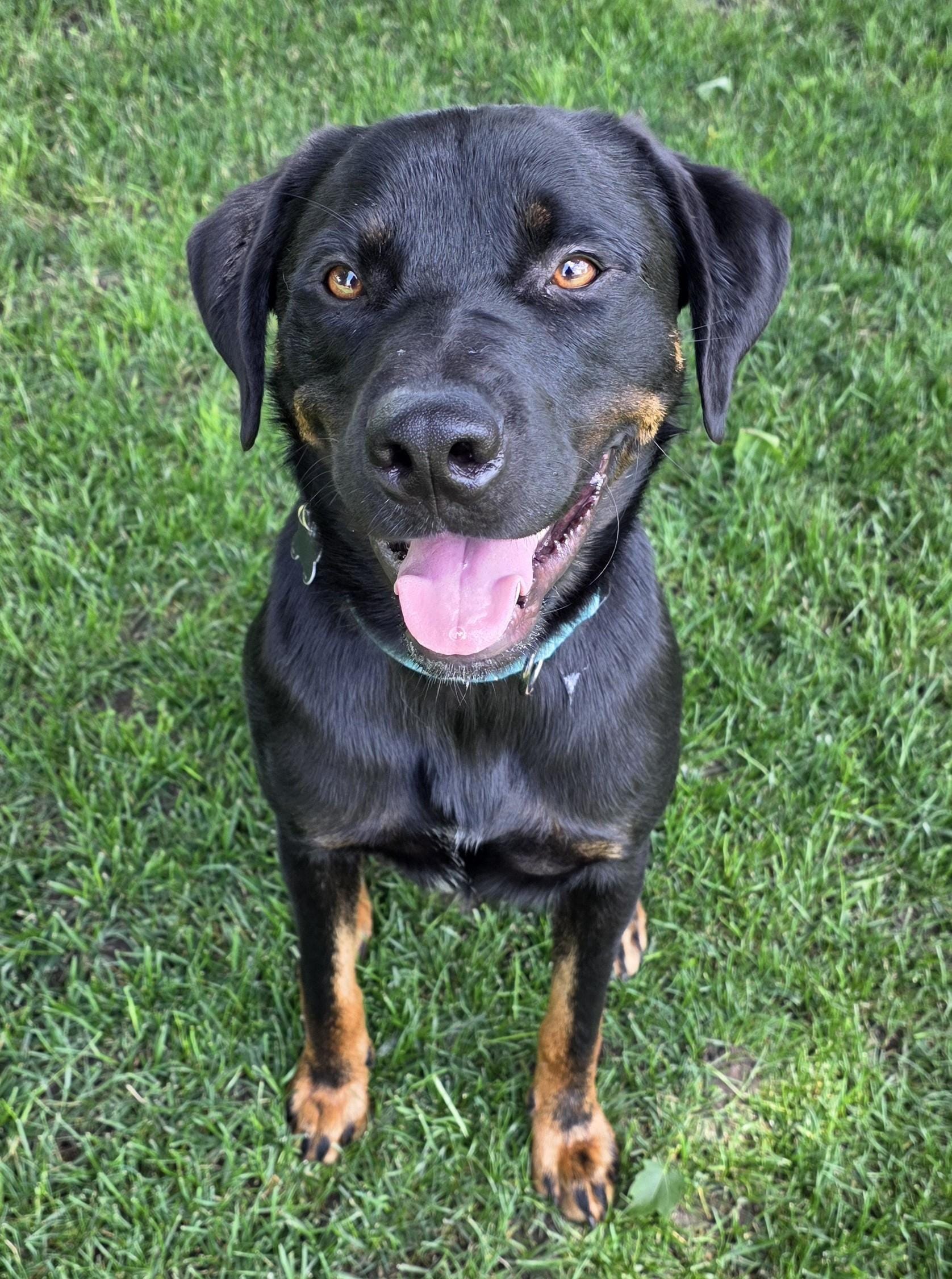 Adopt Ruff Tufferson Today - Find Paw Pal