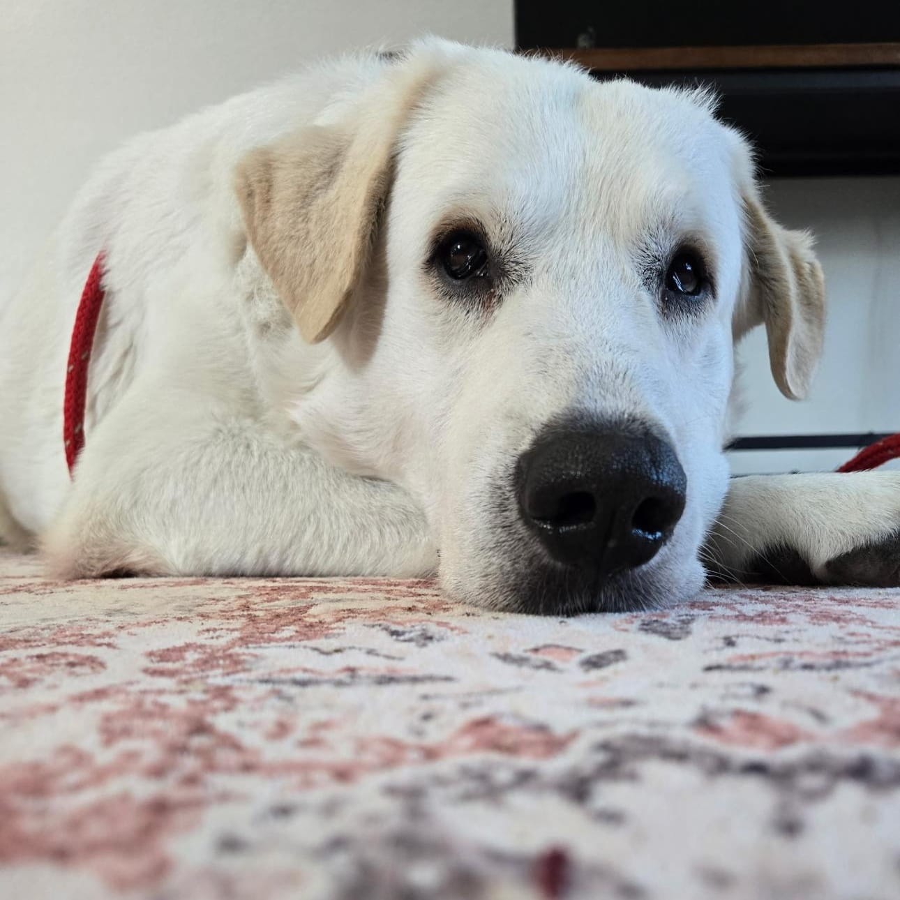 Adopt Duck Today - Find Paw Pal