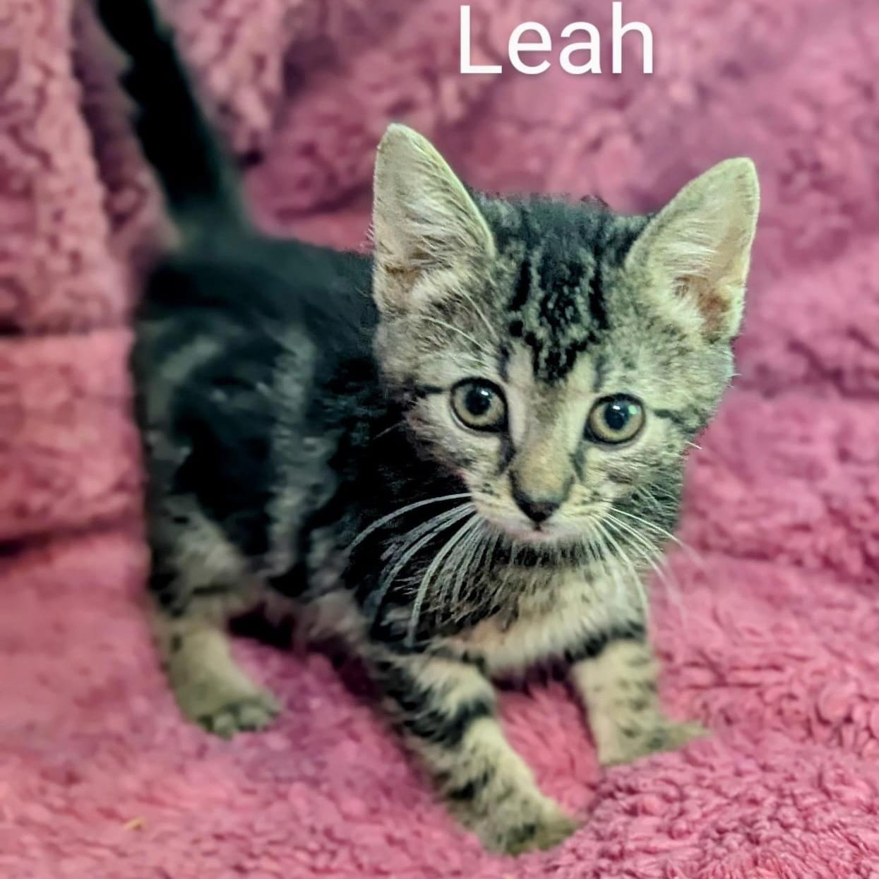 Adopt Foster Leah Today - Find Paw Pal