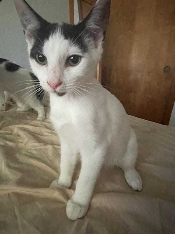 Adopt Tupac (bonded with Warren) Today - Find Paw Pal