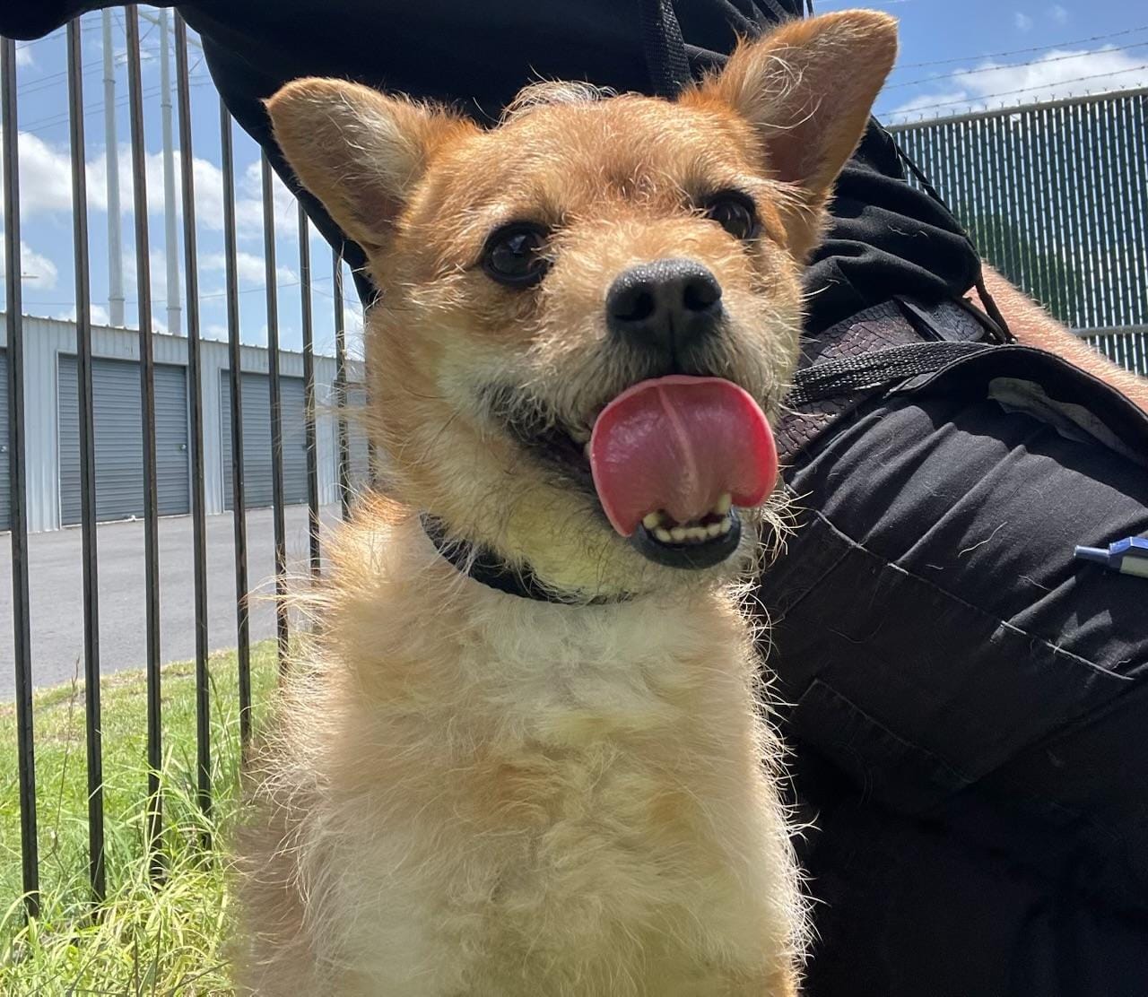 Adopt Stewie is a good boy Today - Find Paw Pal