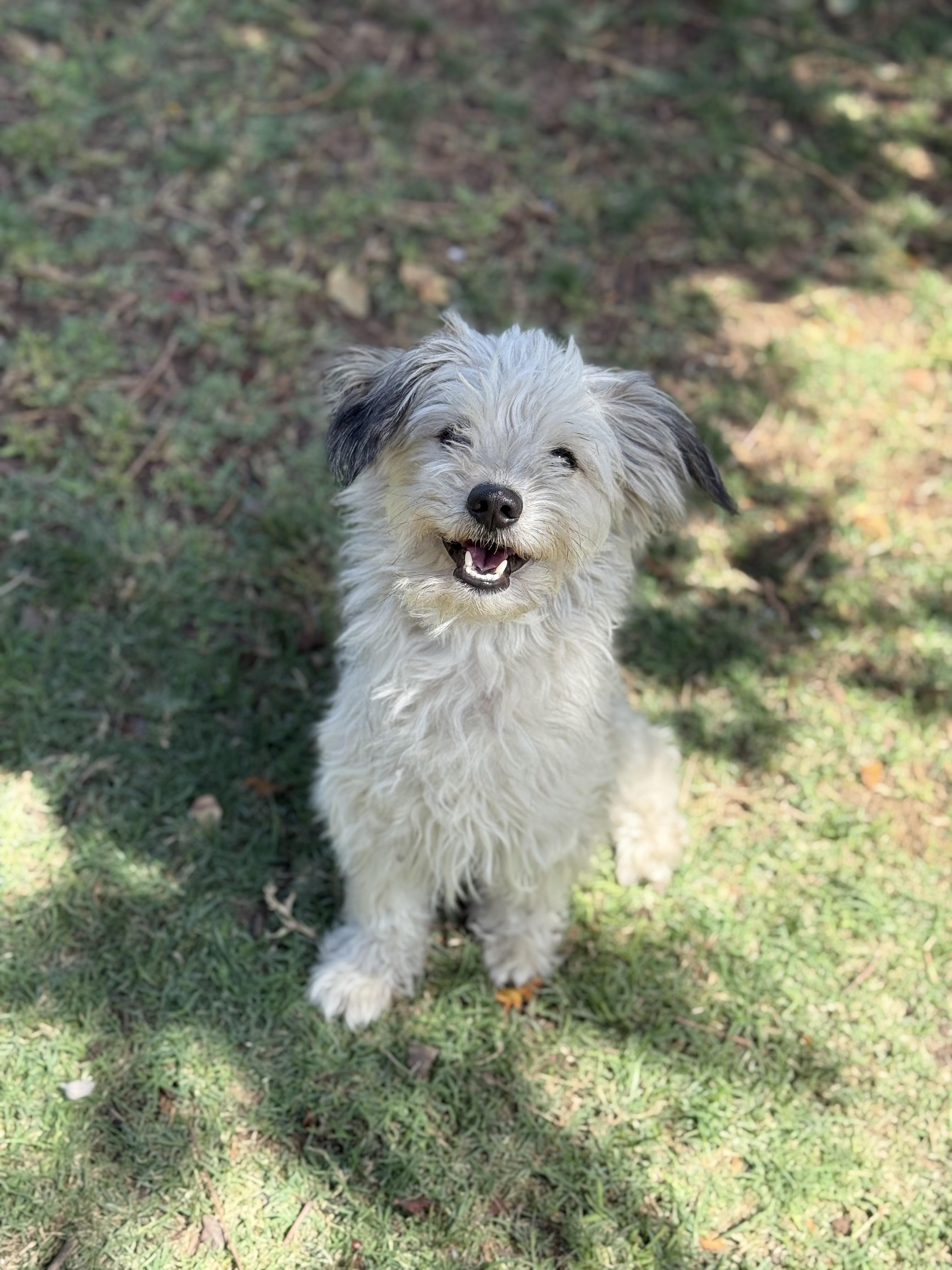 Adopt Brinks Today - Find Paw Pal