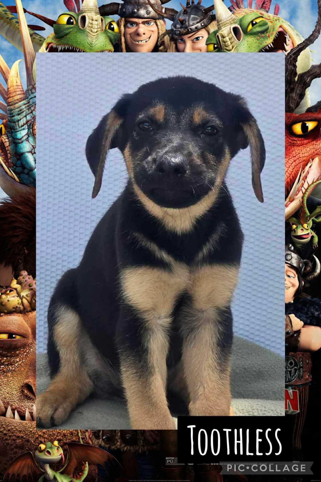 Adopt Toothless Today - Find Paw Pal