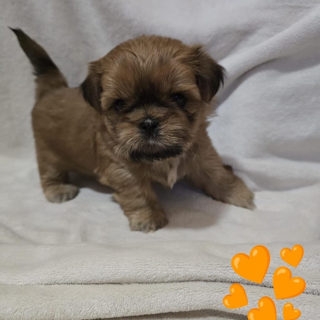 Adopt Ozzie (orange) Today - Pets TheCountyOffice