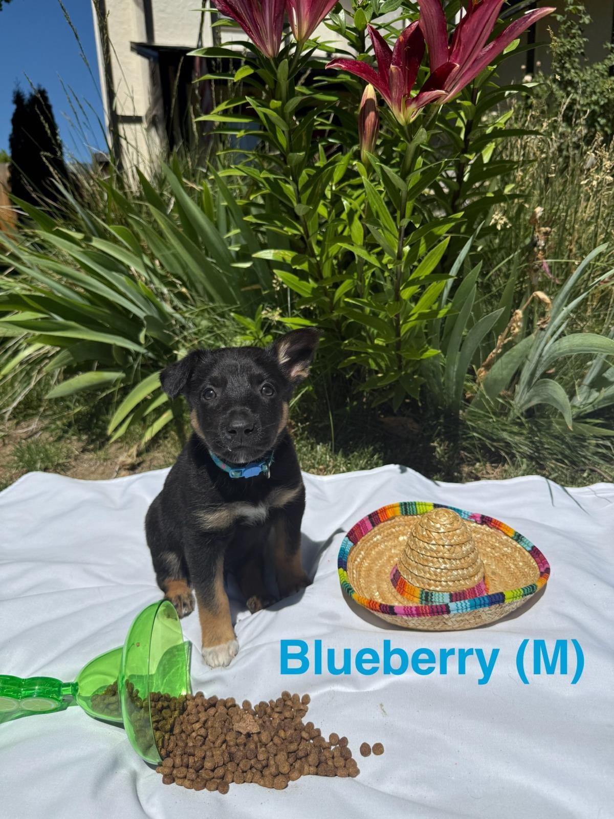 Adopt Blueberry Today - Pets TheCountyOffice