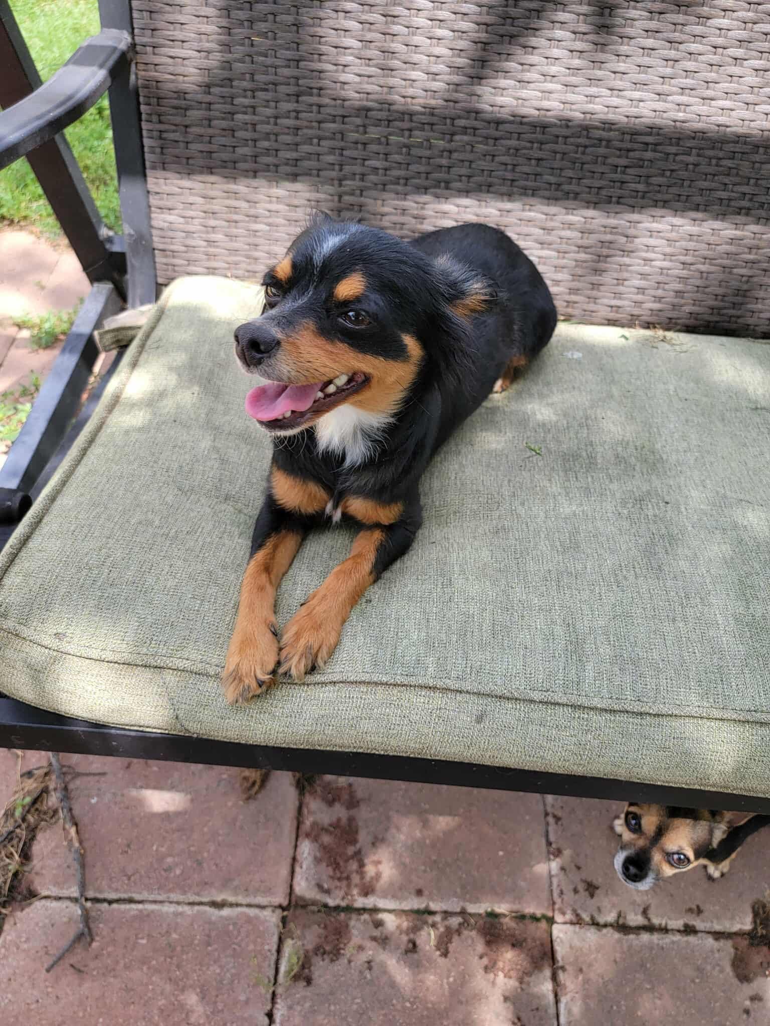 Adopt Charlie Today - Find Paw Pal