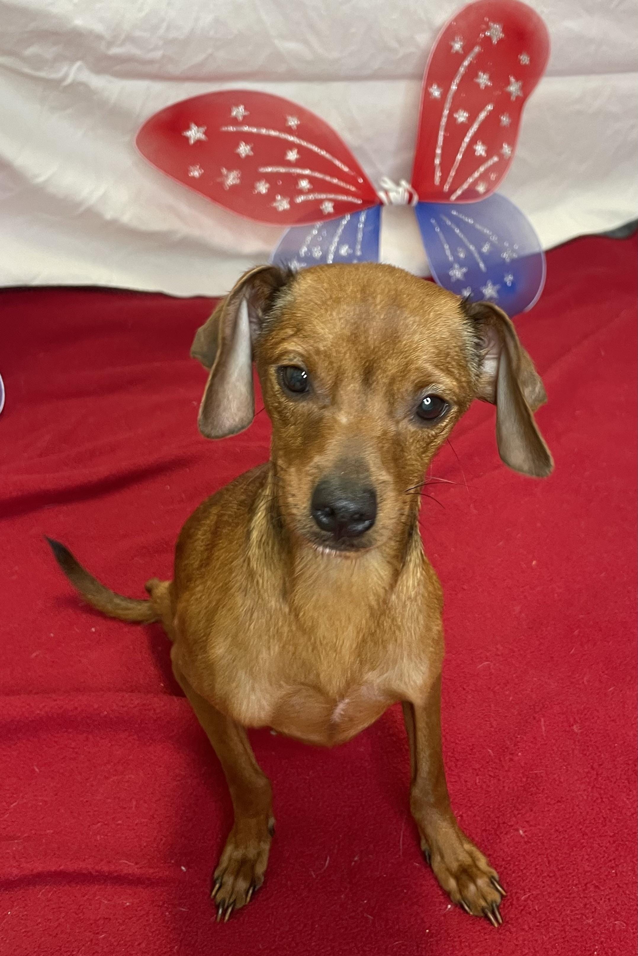 Adopt CoCo Today - Find Paw Pal