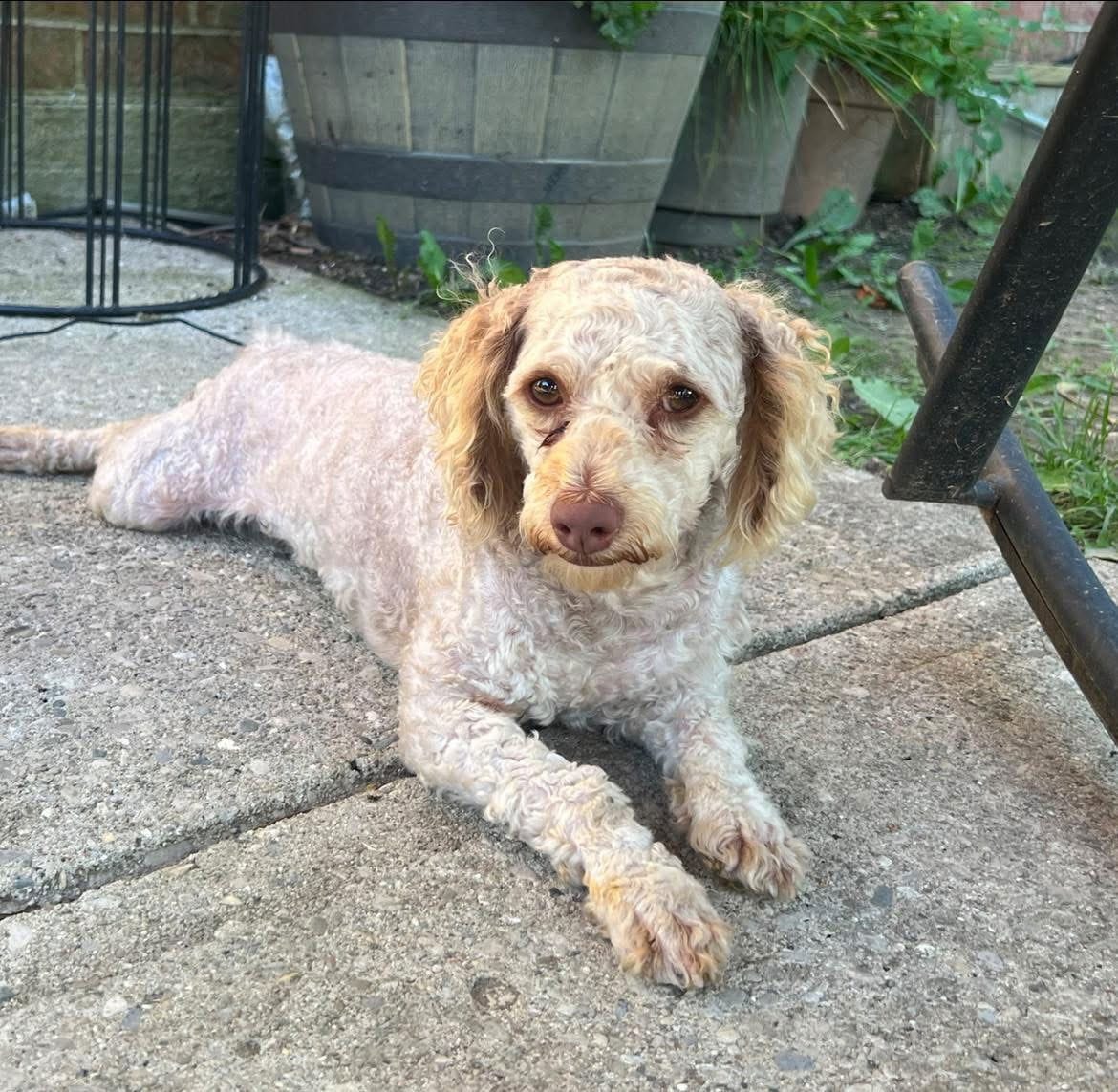 Adopt Gibson Today - Pets TheCountyOffice