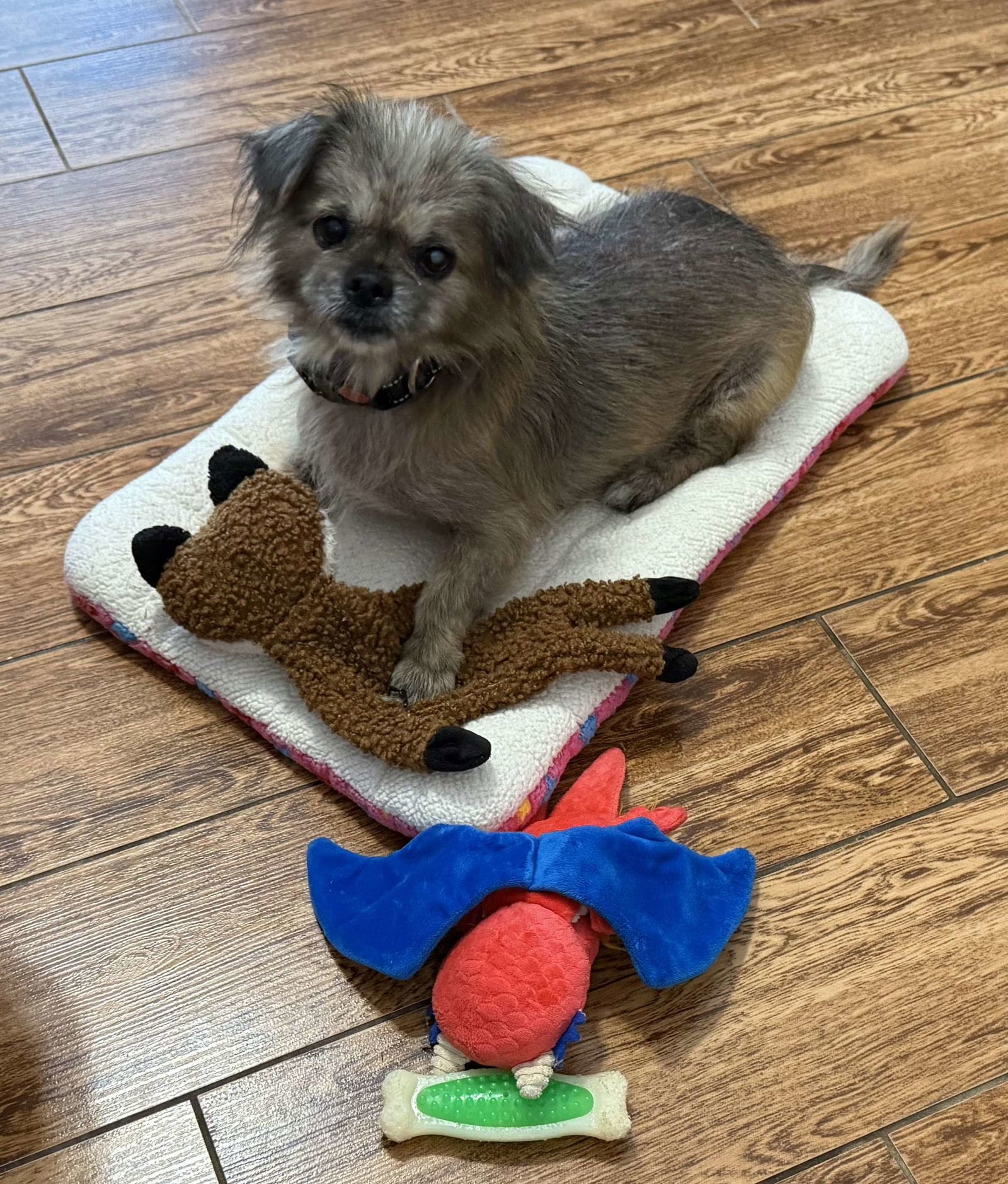 Adopt Bodee Today - Pets TheCountyOffice