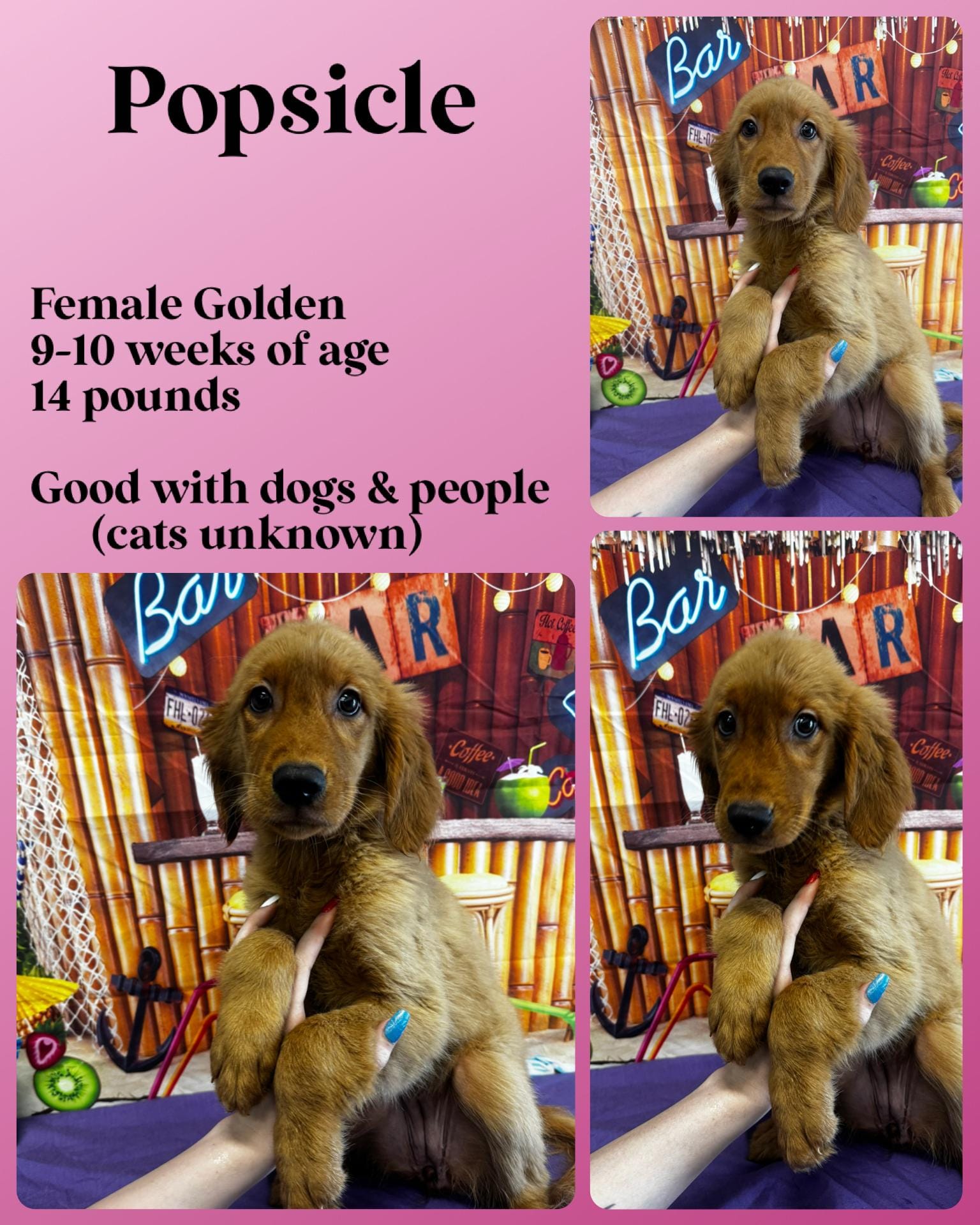 Adopt Popsicle Today - Find Paw Pal