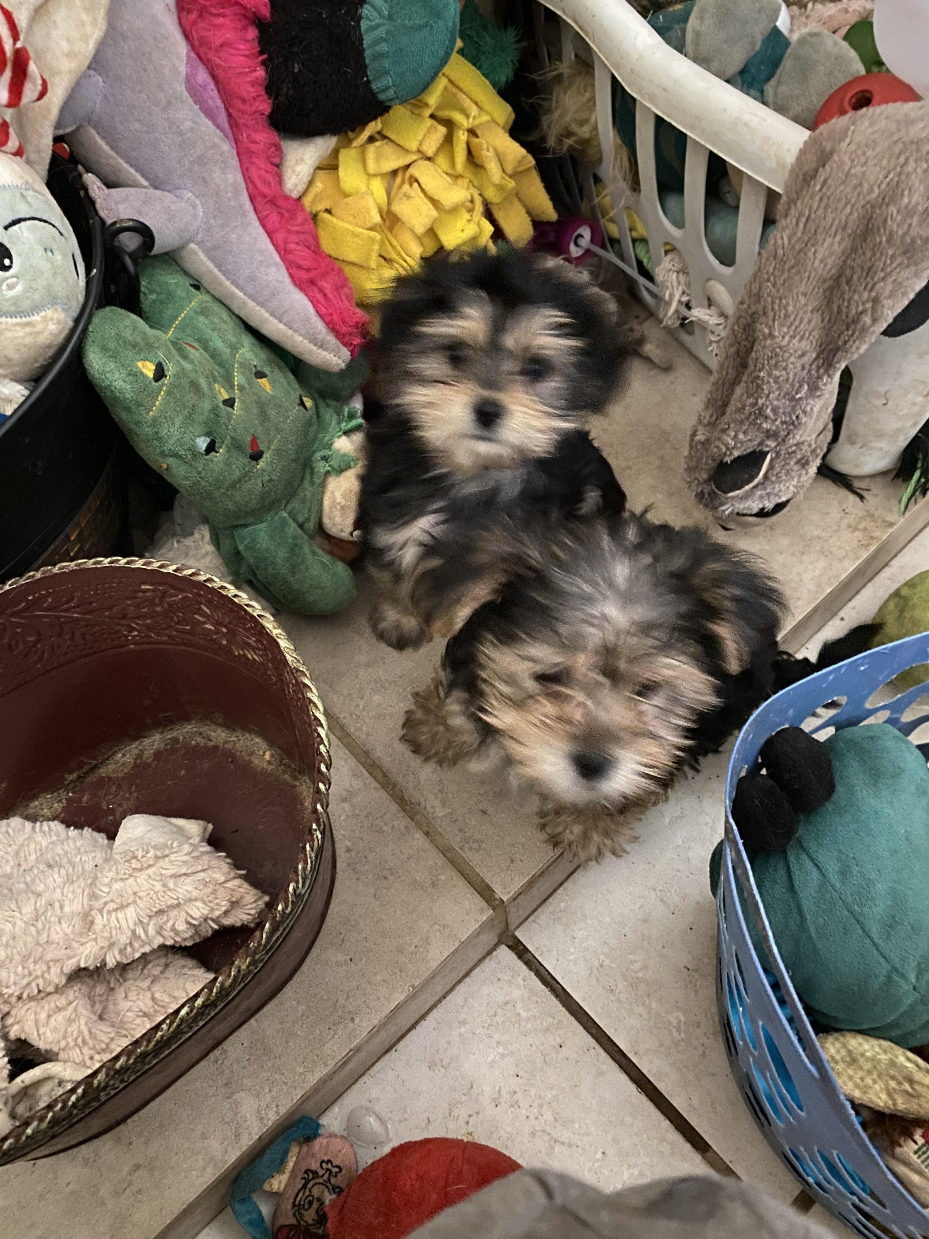 Adopt Kiko Today - Find Paw Pal